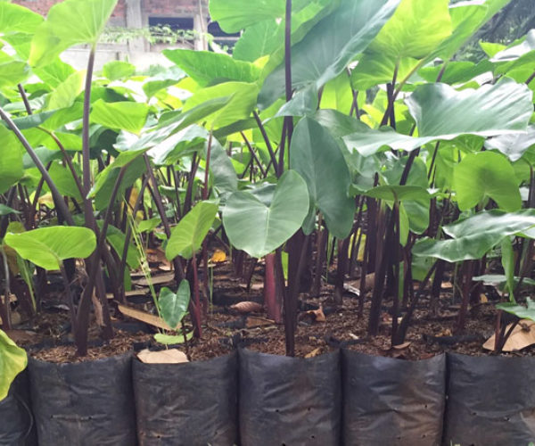 Shrubs | Panorama Alam Hijau